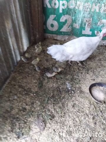 Индюшка с индюшатами