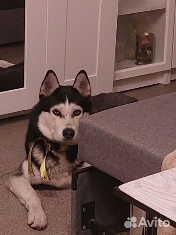 Сибирский хаски