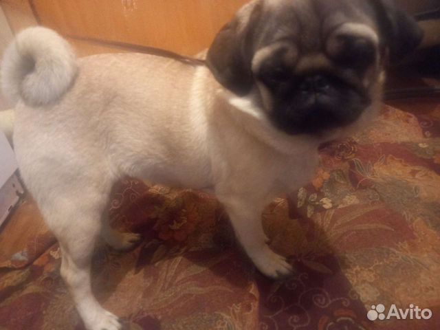 Щенки мопса