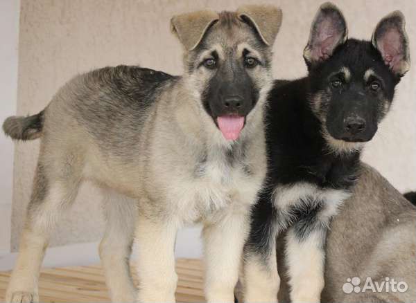 Вео - вольерные крупные щенки разного окраса