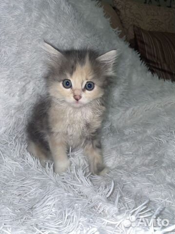 Котята