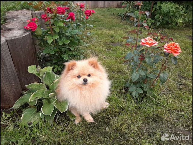 Шпиц померанец мальчик