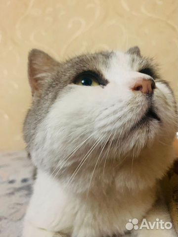 Котик ищет семью