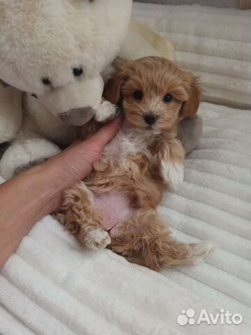 Мальтипу Ф1 очень милая малышка