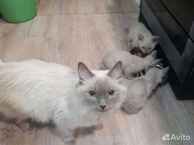 Донской сфинкс браш котята