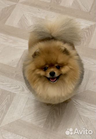Померанский шпиц медвежьего типа