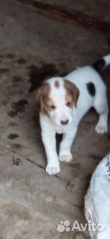 Продаются Гончии щенки