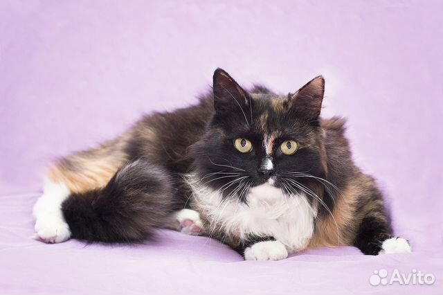 Кошечка Ириска в добрые руки