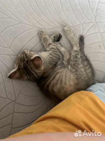 Котёнок