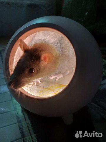 Крыса Бунефаций