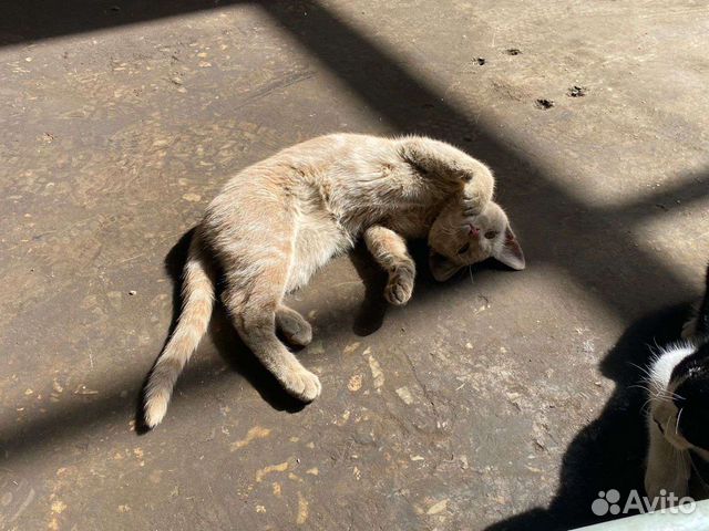 Котик Персик 6 мес на заводе