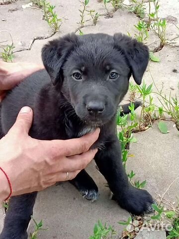 Щенки в добрые руки