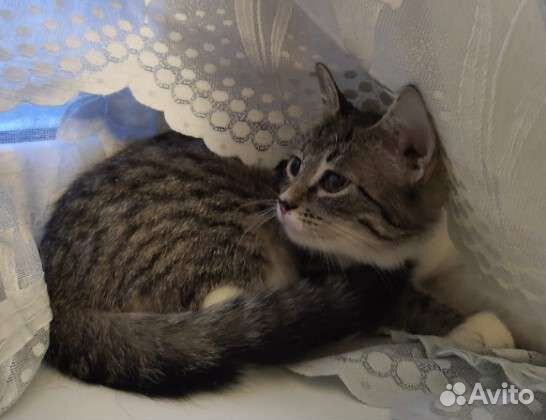 Котенок полосаиый с белой манишкой в дар