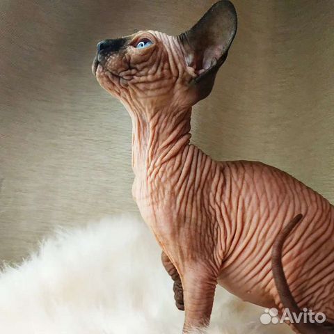 Замечательное чудо