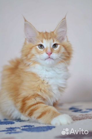 Норвежская лесная кошка- котята