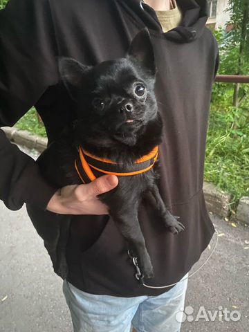 Отдам чихуахуа в хорошие руки