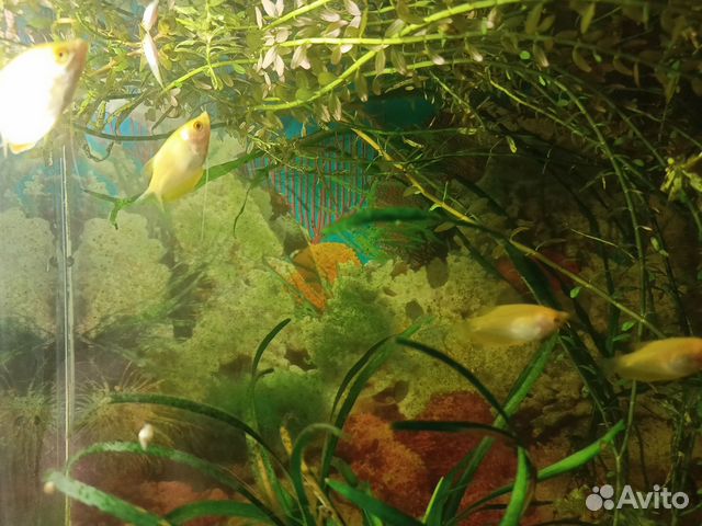 Аквариумные рыбки Гурами