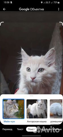 Котенок, по Гугл объективу показывает что мэйкун