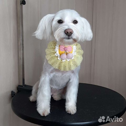 Бьянка ищет дом