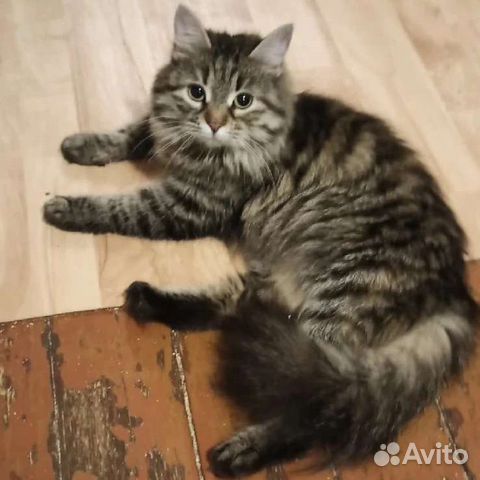 Кошечка в добрые руки