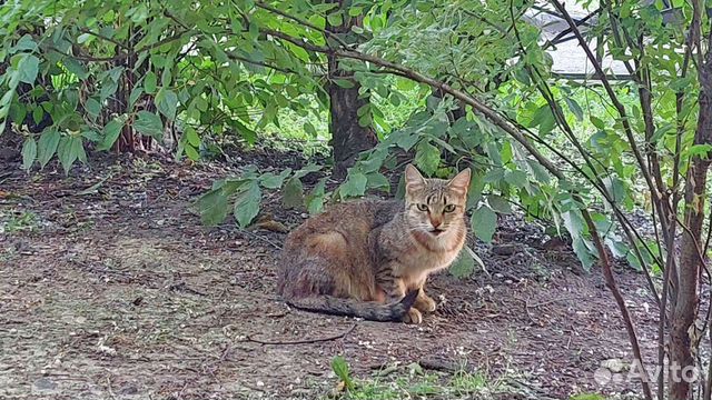 Коты и кошки на пристрой в семью