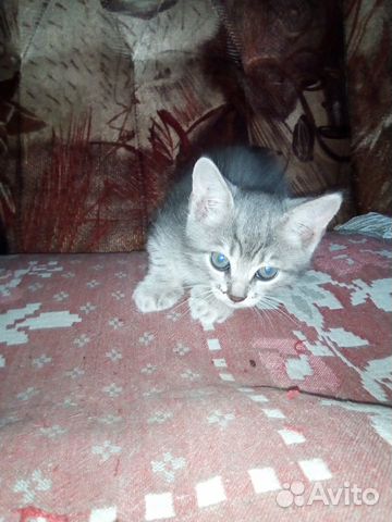 Британские вислоухие котята