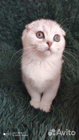 Шотландские вислоухие котята