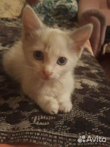 Кошка в дар бесплатно