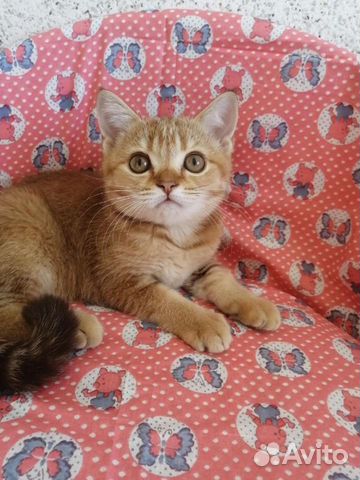 Котик золотая шиншиллка