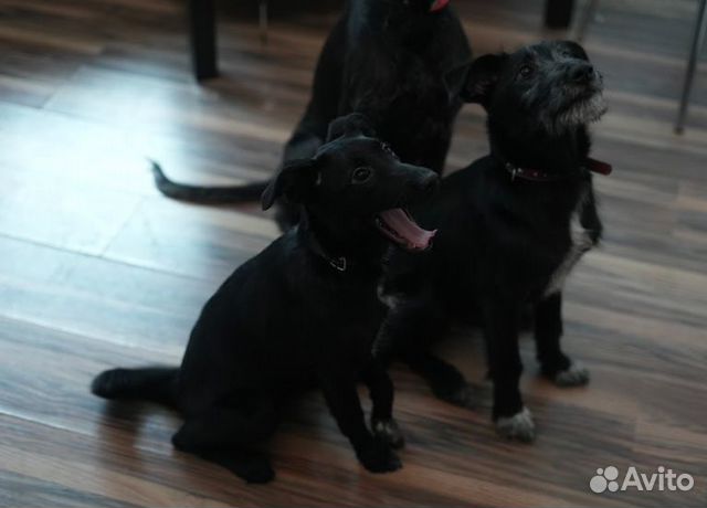 Жемчужины-брюнетки в дар в добрые руки