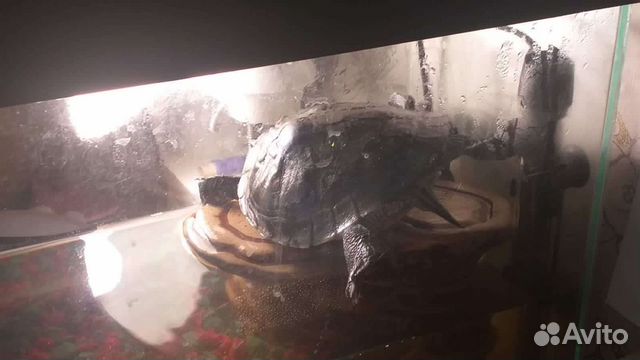 Красноухая черепаха с террариумом