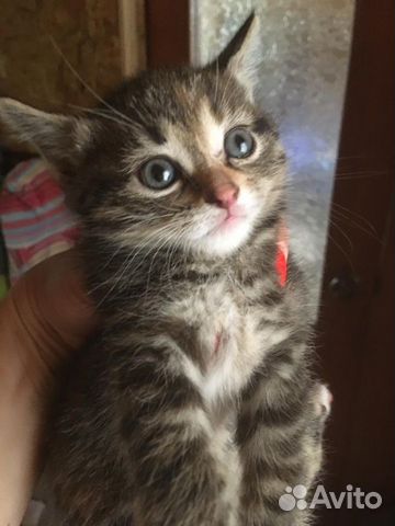 Котята