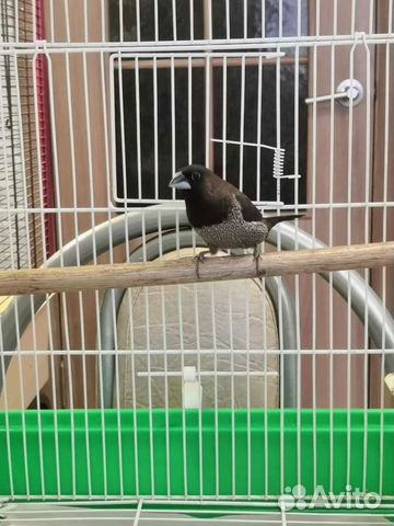 Японские амадины