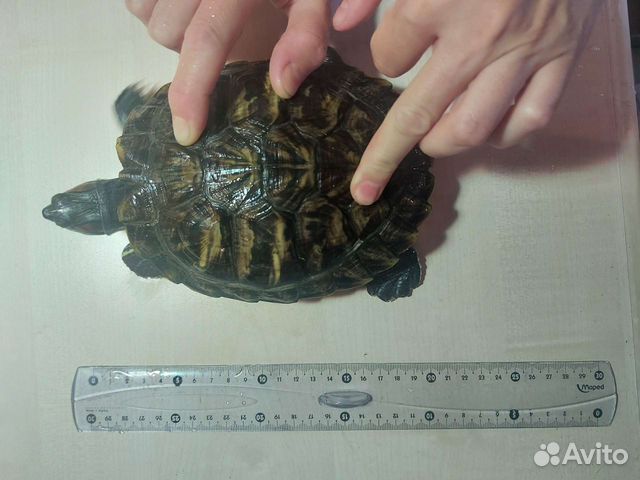 Красноухая черепаха