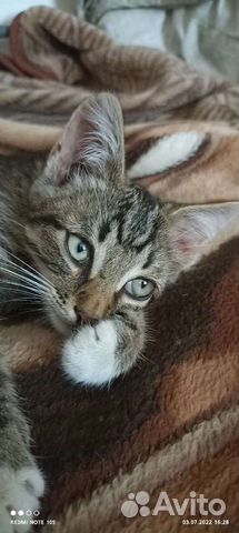 Котенок в добрые руки, бесплатно