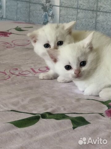 Британские котята белые