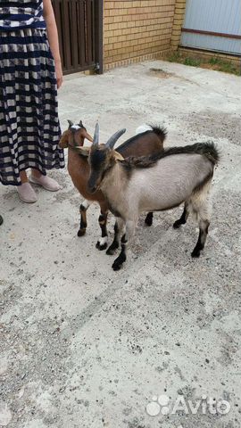 Чешский козел