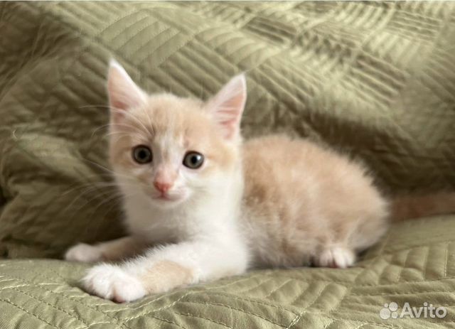 Рыжий котёнок Вилли 1,5 месяца в добрые руки