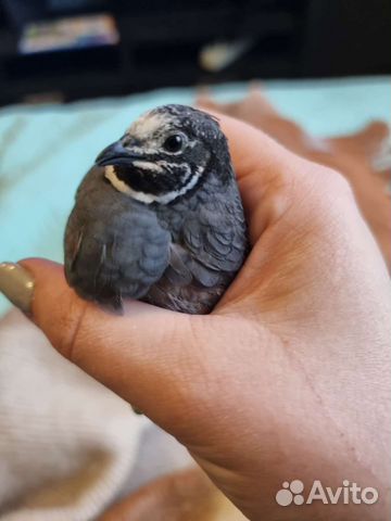 Инкубационное яйцо китайского расписного перепела