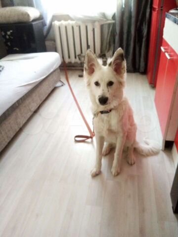 Немецкий шпиц