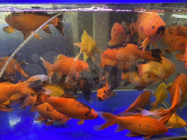 Карась цветной, карп рыба в пруд