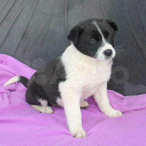 Отдам бесплатно щенки