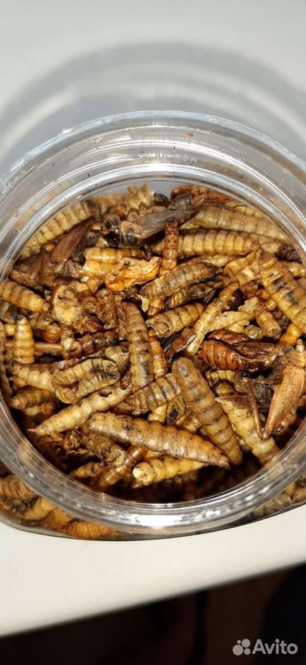 Хомяк, корм