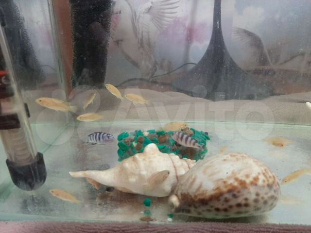 Аквариумные рыбки