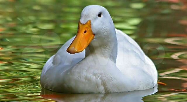 Инкубационное яйцо