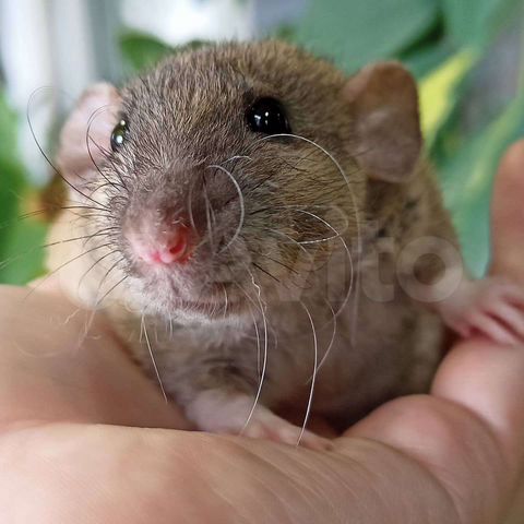 Крысята Агути Дамбо рекс