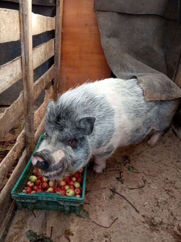 Вьетнамский вислобрюхий хряк