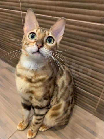 Бенгальская