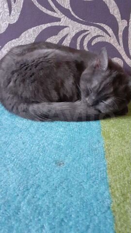 Кошечка в добрые руки