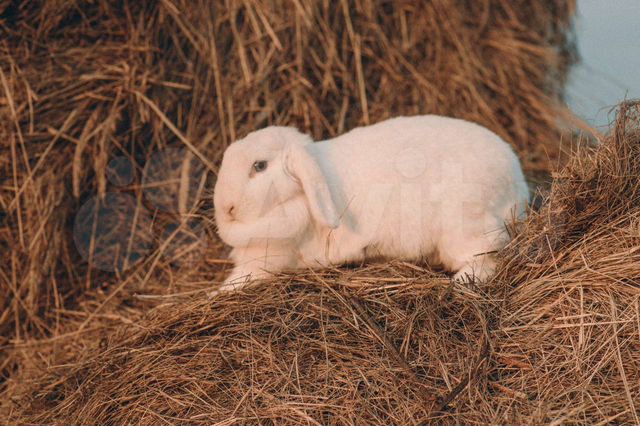 Кролик девочка бесплатно
